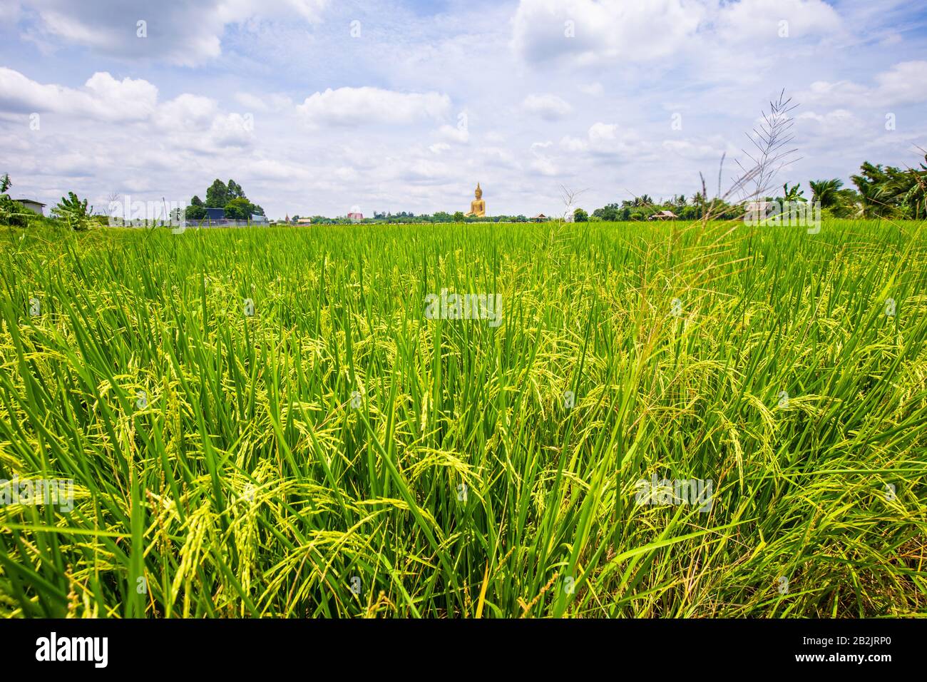 Paddy rice plantation field sunny day blue sky with cloud off season ...