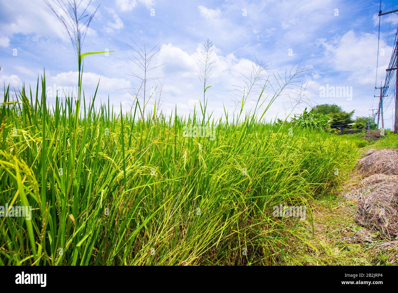 Paddy rice plantation field sunny day blue sky with cloud off season ...
