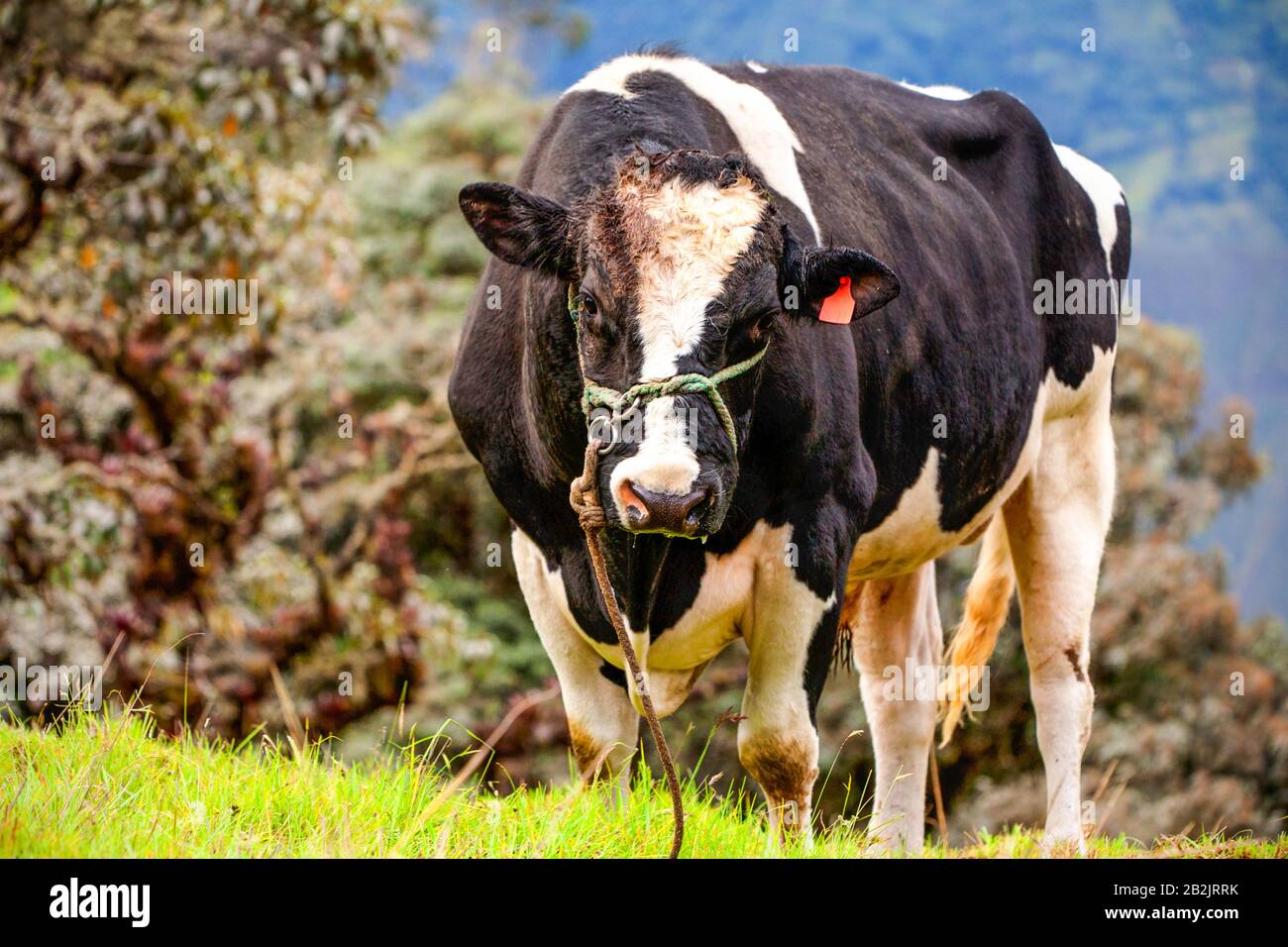 Free Range Domestic Cow Looking At The Viewer Stock Photo - Alamy