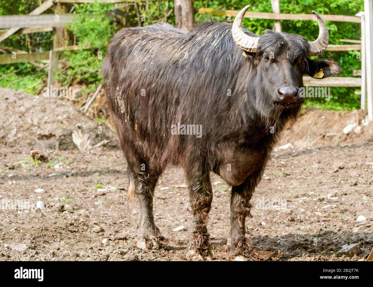 Angry looking bison hi-res stock photography and images - Alamy