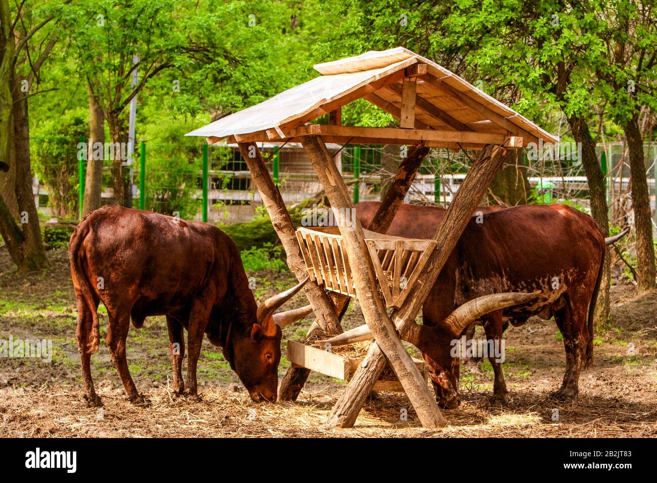 Big bull and its partner hi-res stock photography and images - Alamy