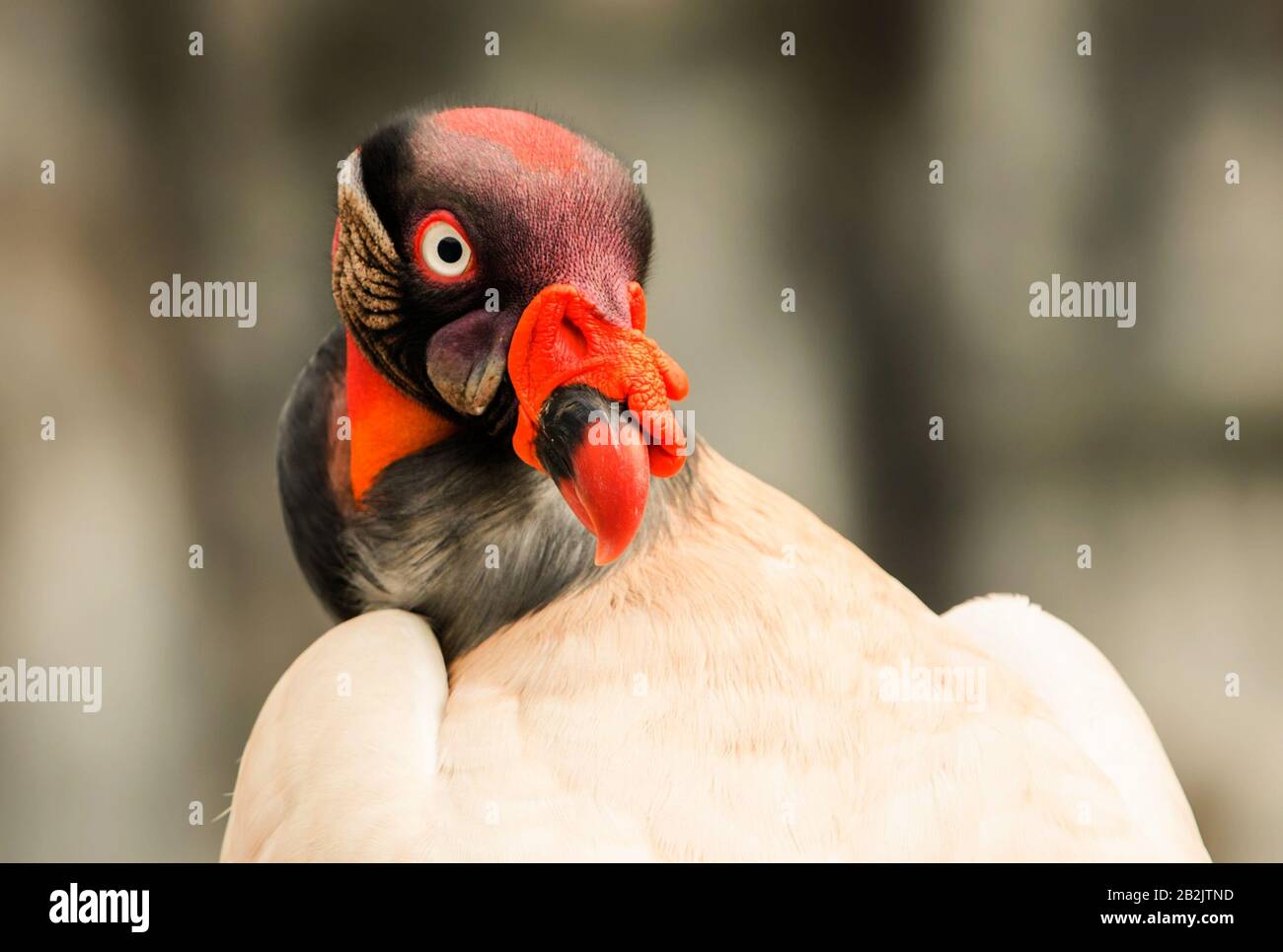 The King Vulture Close Up In Ecuadorian Amazonia Stock Photo - Alamy