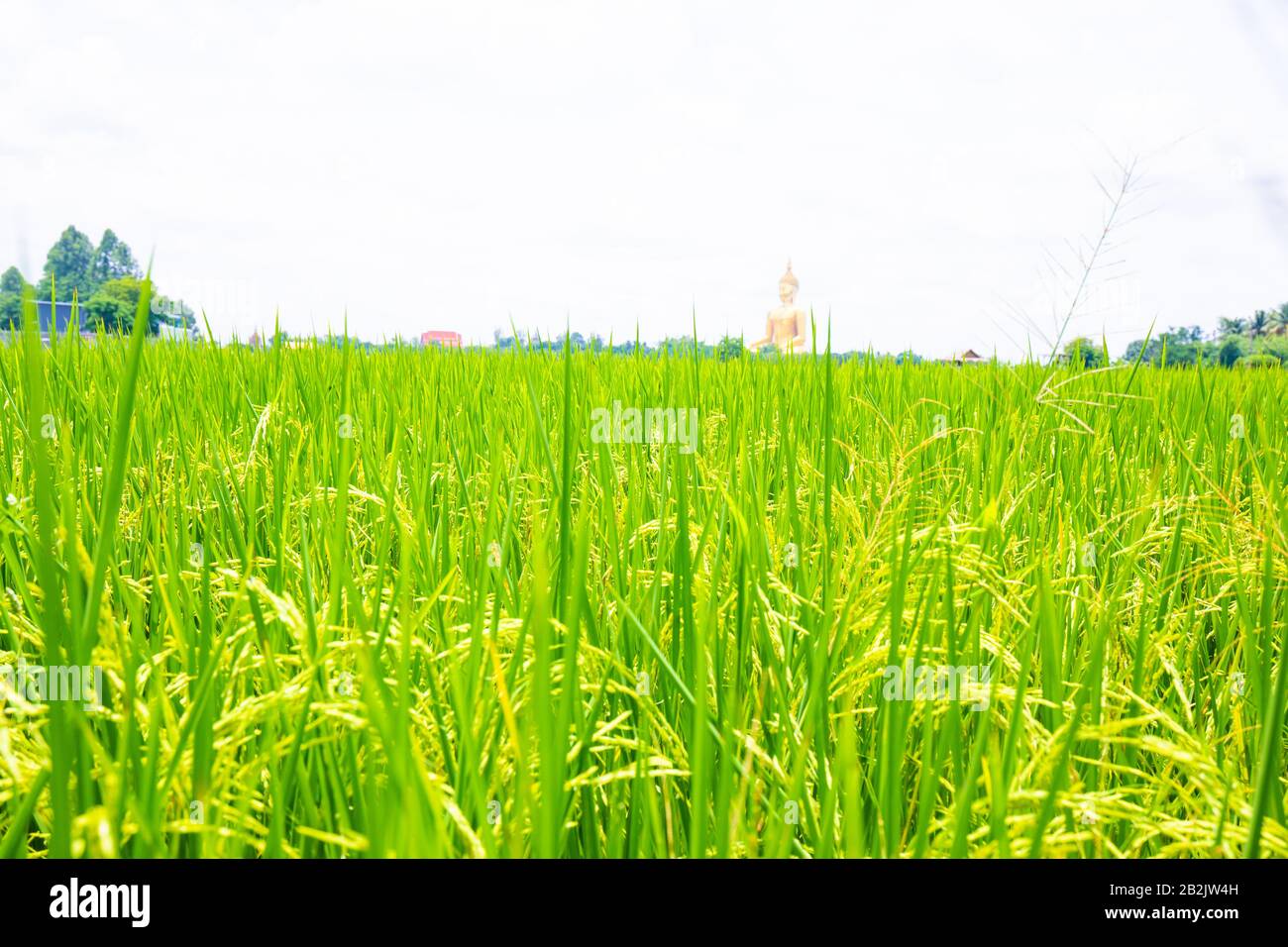 Plantation of yellow paddy rice farmland nature background Stock Photo ...