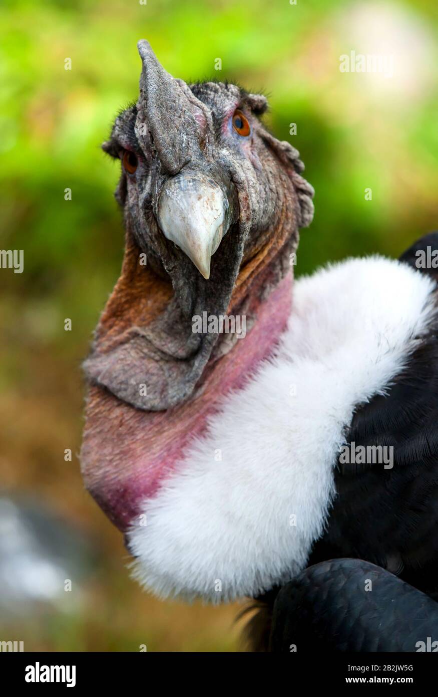 Condor eyes hi-res stock photography and images - Alamy