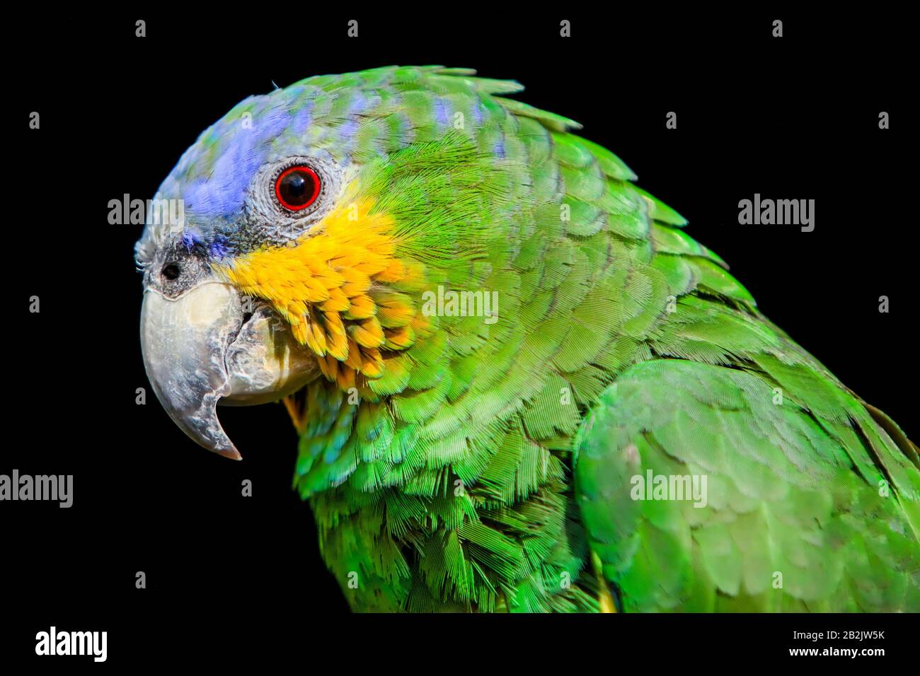 Parrot close up hi-res stock photography and images - Alamy