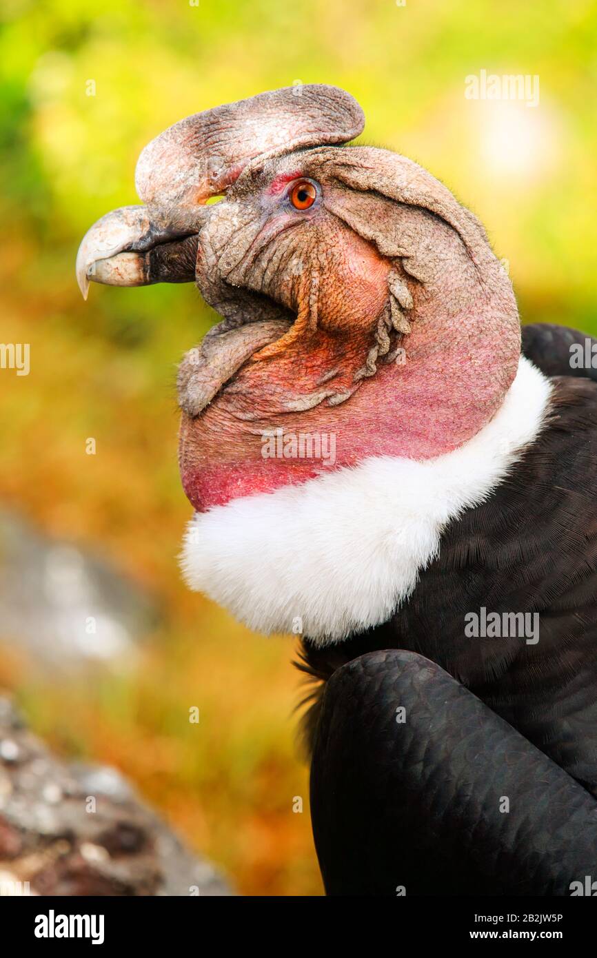 The Andean Condor Is A Large Black Raptor With A Ruff Of Colour ...
