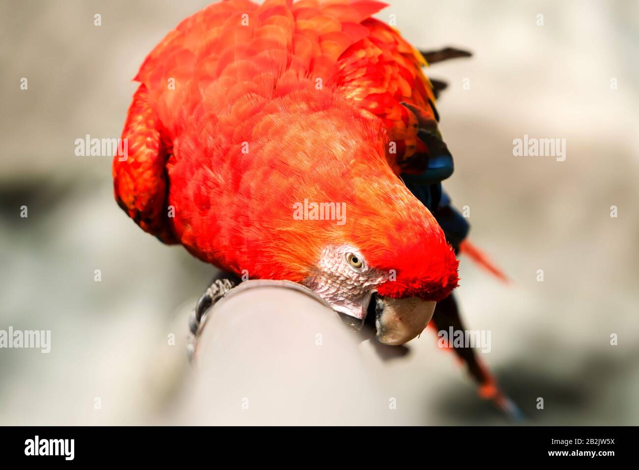 The Ruby Macaw Is A Large Colorful Macaw It Is Native To Wet Evergreen ...