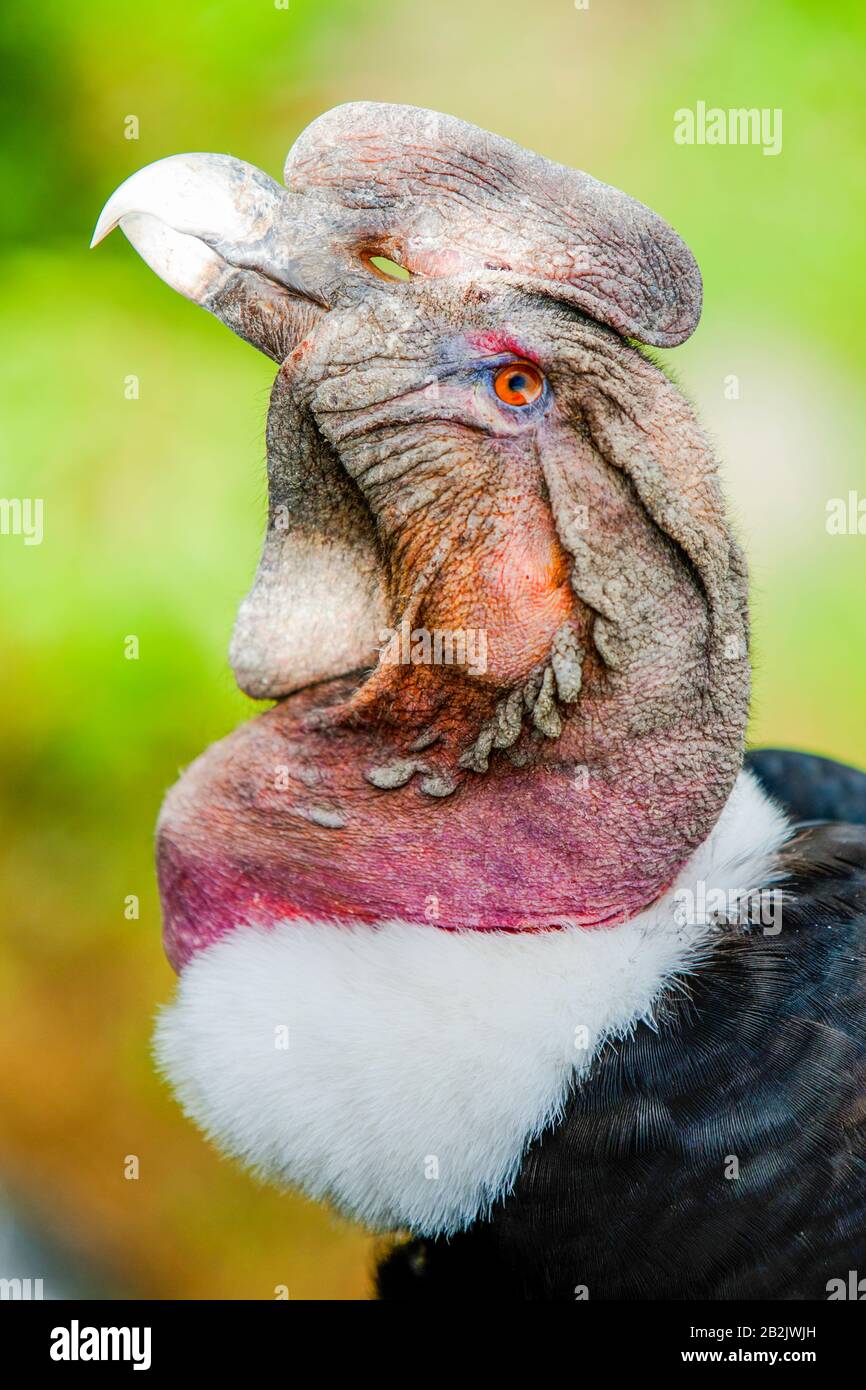 The Andean Condor Is A Large Black Vulture With A Ruff Of White ...