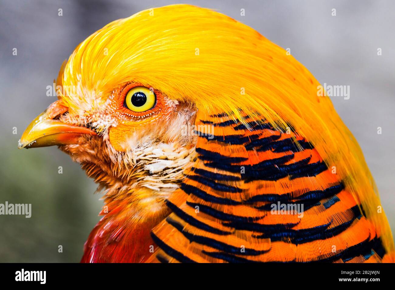 Headshot Of A Colorful Pheasant Stock Photo - Alamy