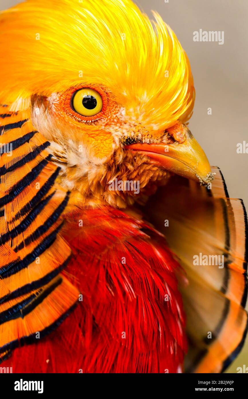 Headshot Of A Colorful Chicken Stock Photo - Alamy