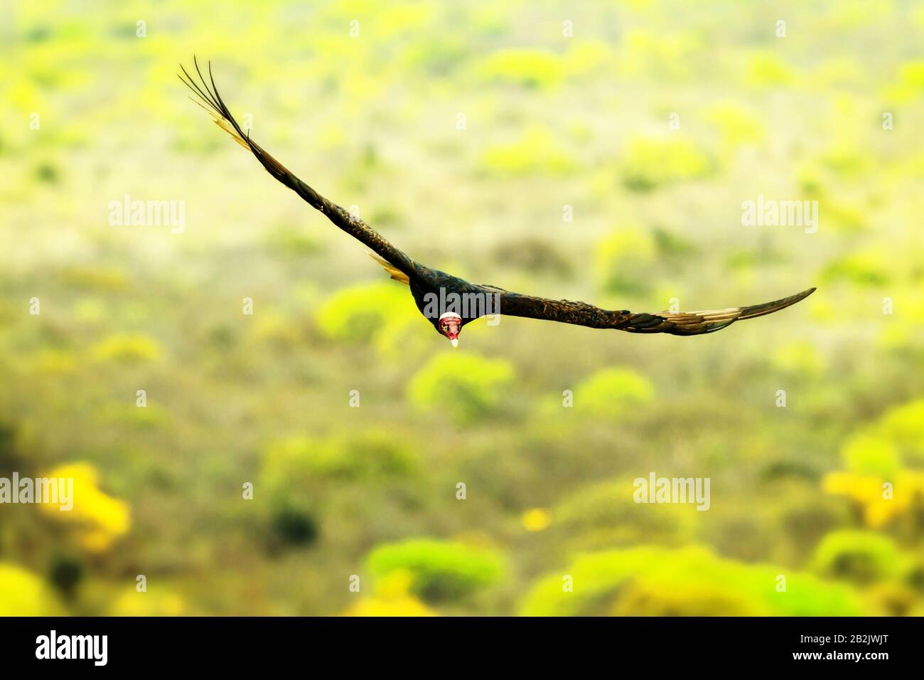 Male Turkey Vulture Flying Toward The Viewer Stock Photo - Alamy