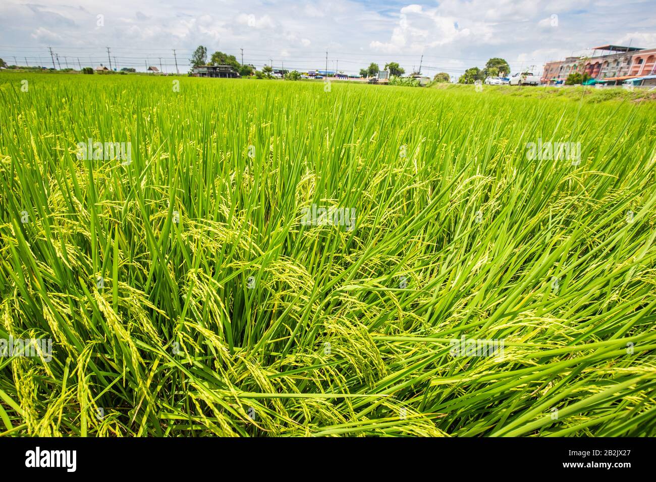Paddy rice plantation field ready for harvest, Agricultural industry ...