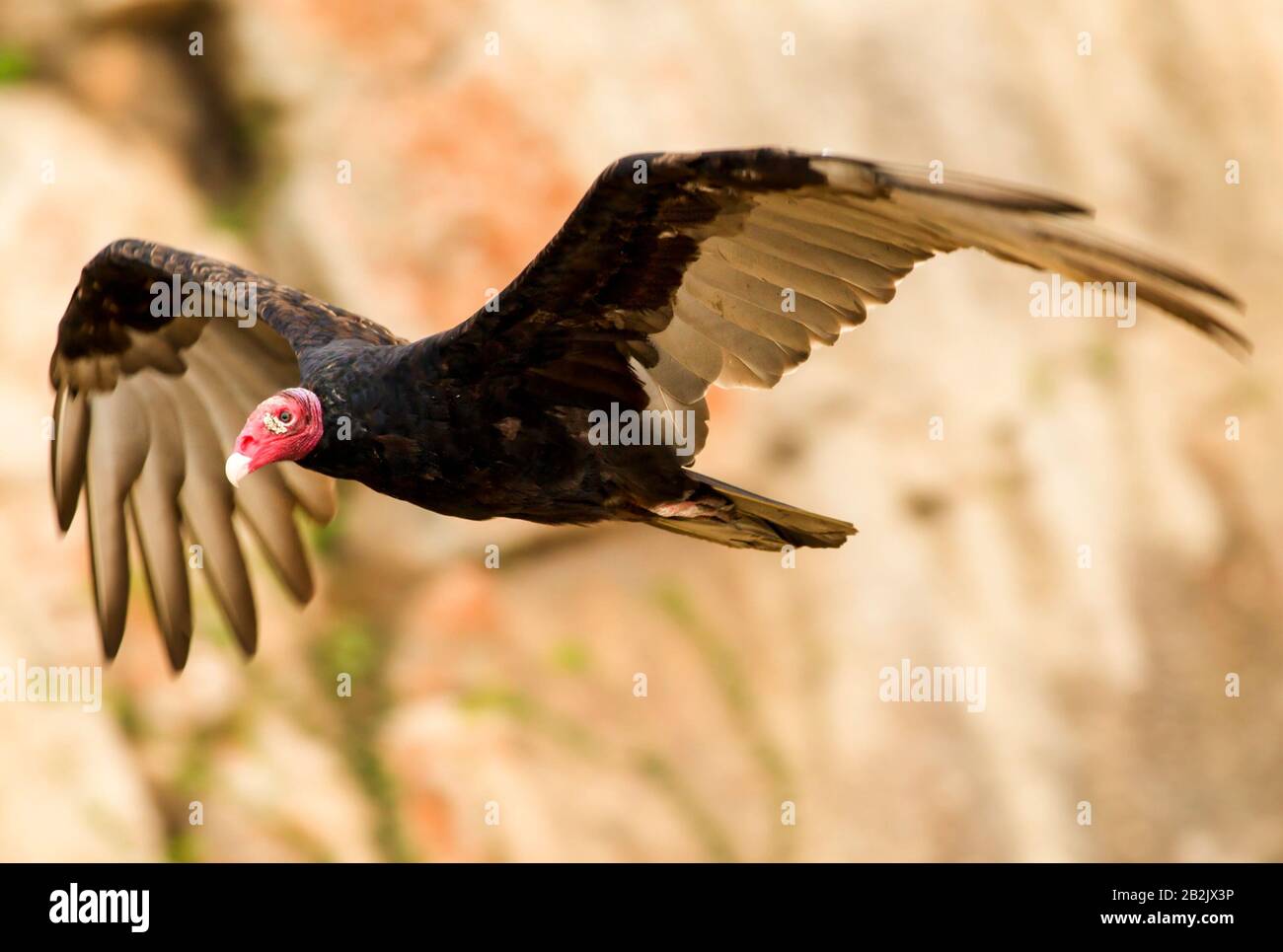 Male Turkey Vulture Flying Close Range Shot Stock Photo - Alamy