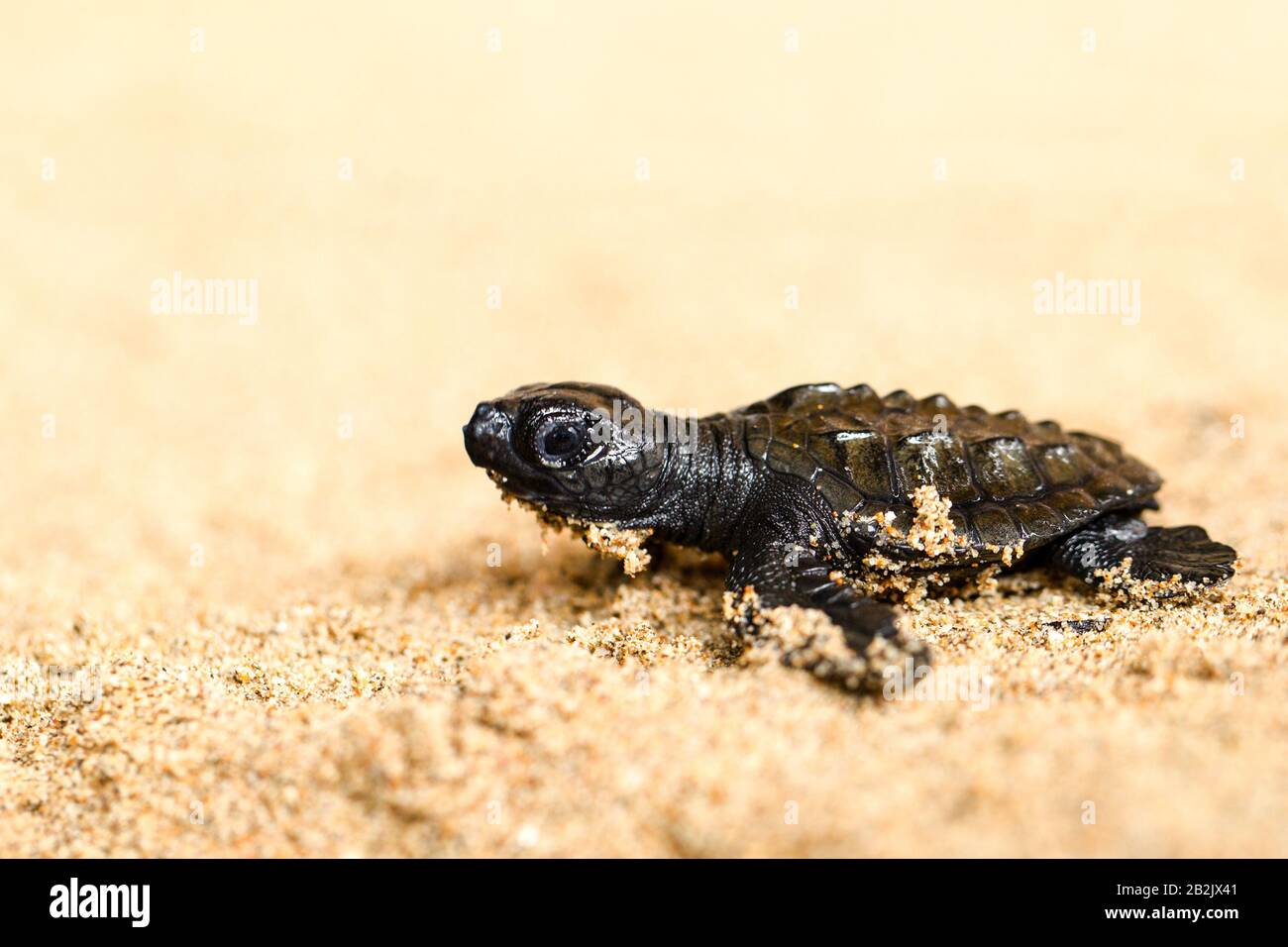 Baby Turtle On The Beach Struggling To Reach The Ocean Stock Photo - Alamy