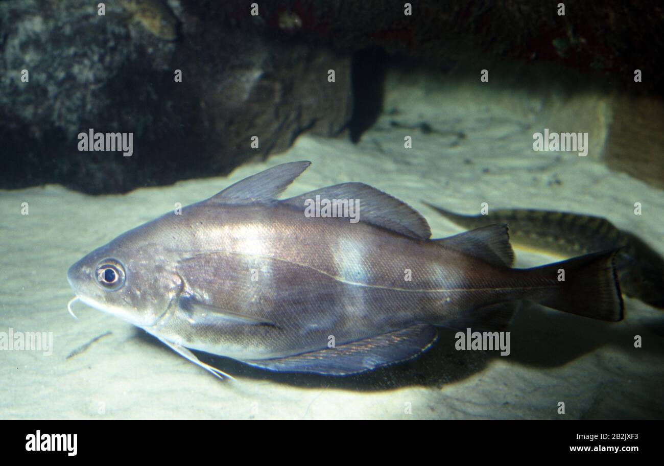 Bib fish hi-res stock photography and images - Alamy