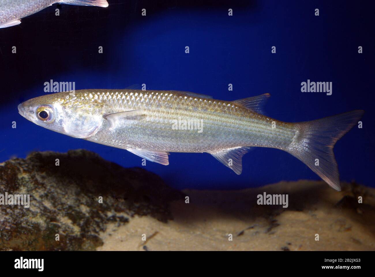 Grey mullet, Mugil capito Stock Photo - Alamy
