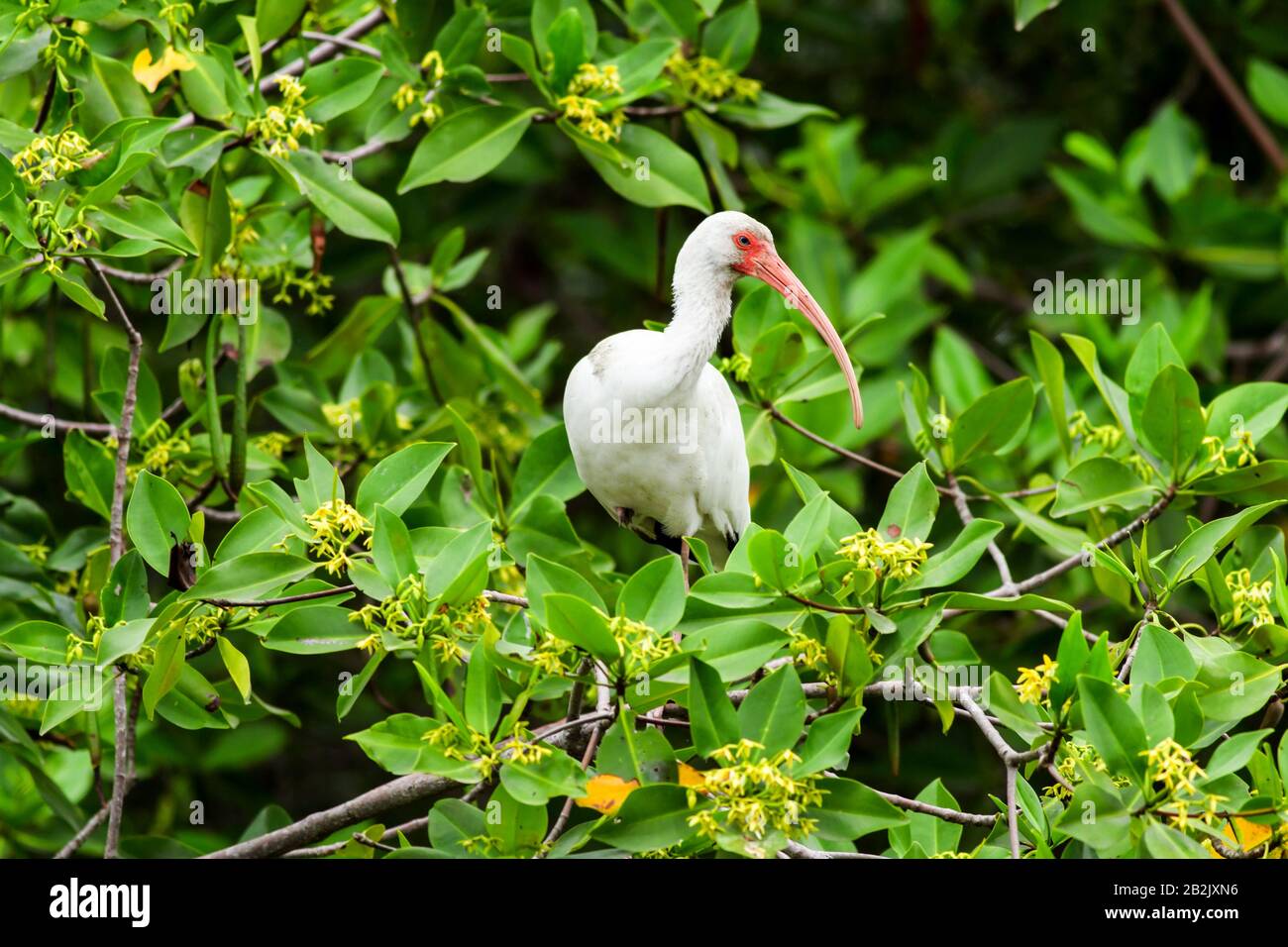 Ibis Bird Identification