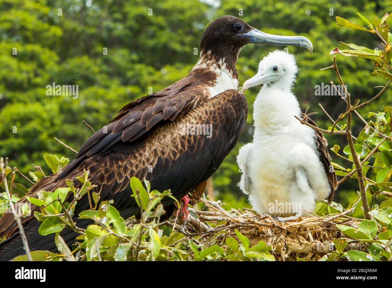 Female frigate bird hi-res stock photography and images - Alamy