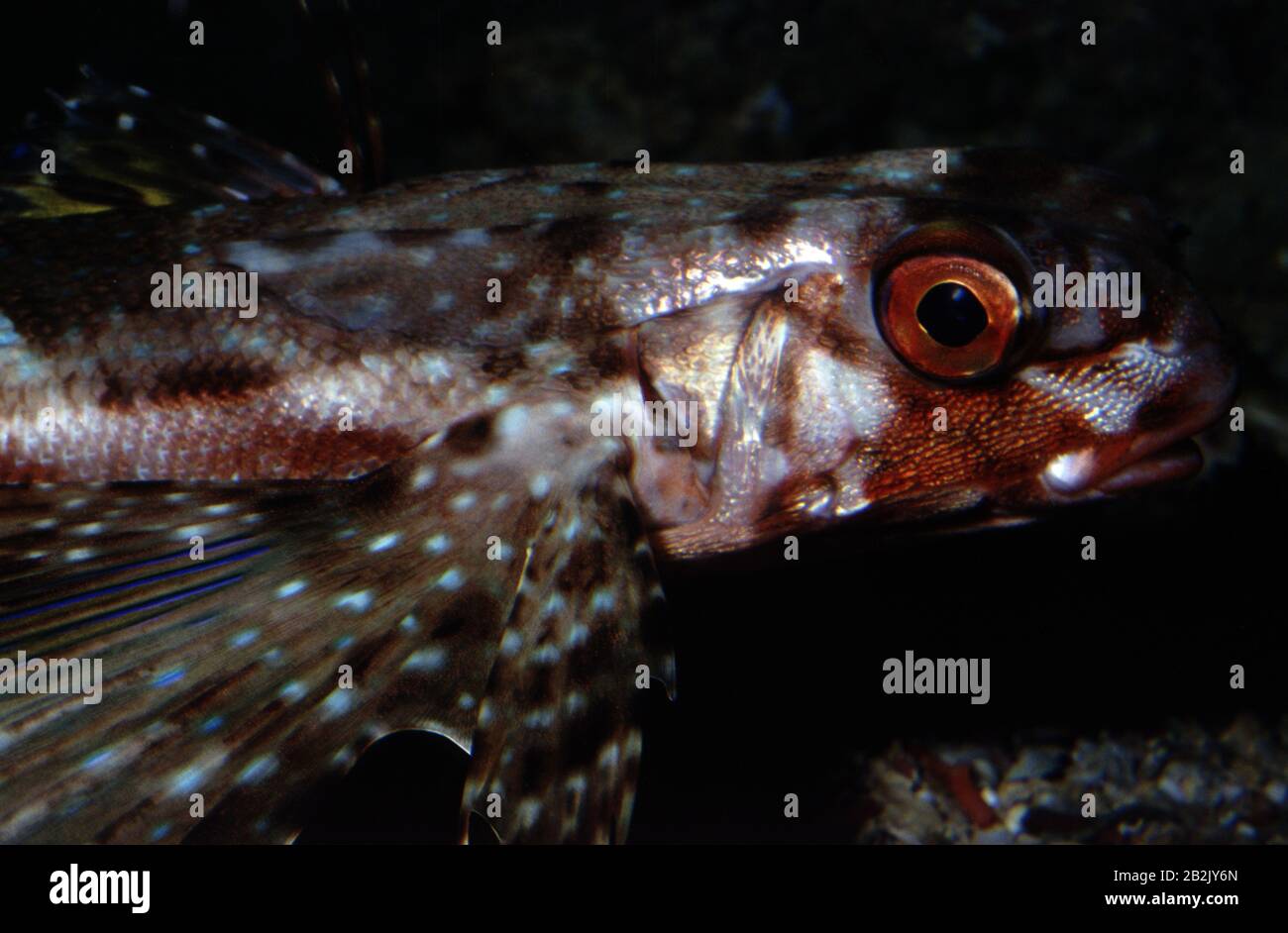 Dactylopterus hi-res stock photography and images - Alamy