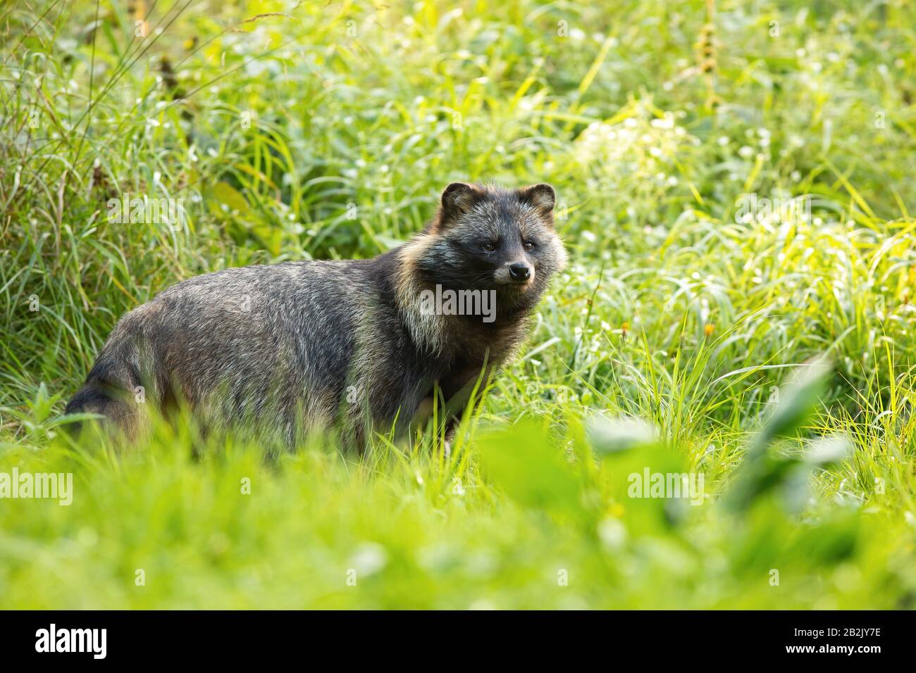 Hair nyctereutes hi-res stock photography and images - Alamy