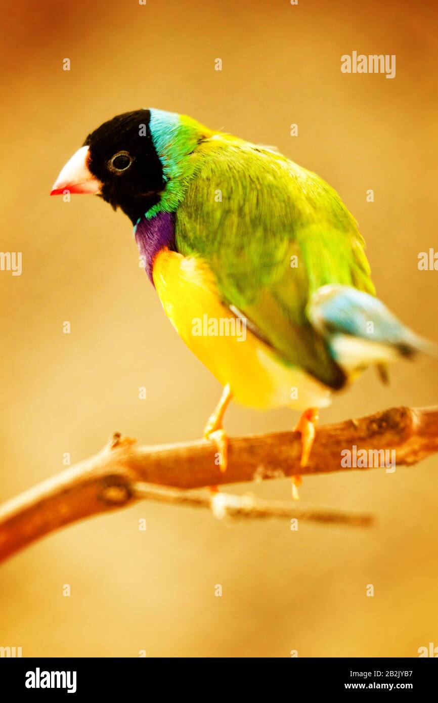 Male Golden Finch Sitting On A Branch Stock Photo - Alamy