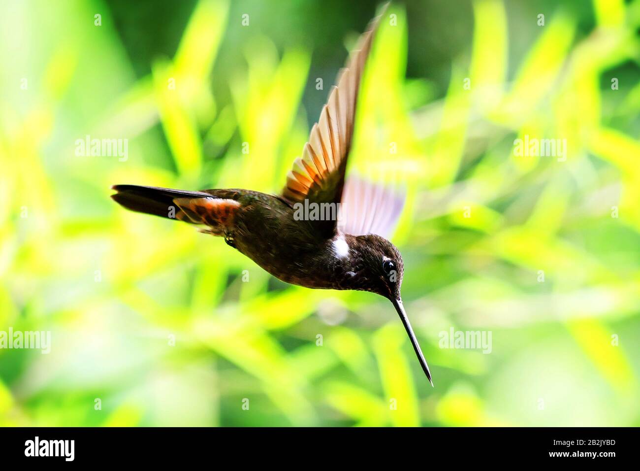 Collared inca hi-res stock photography and images - Alamy