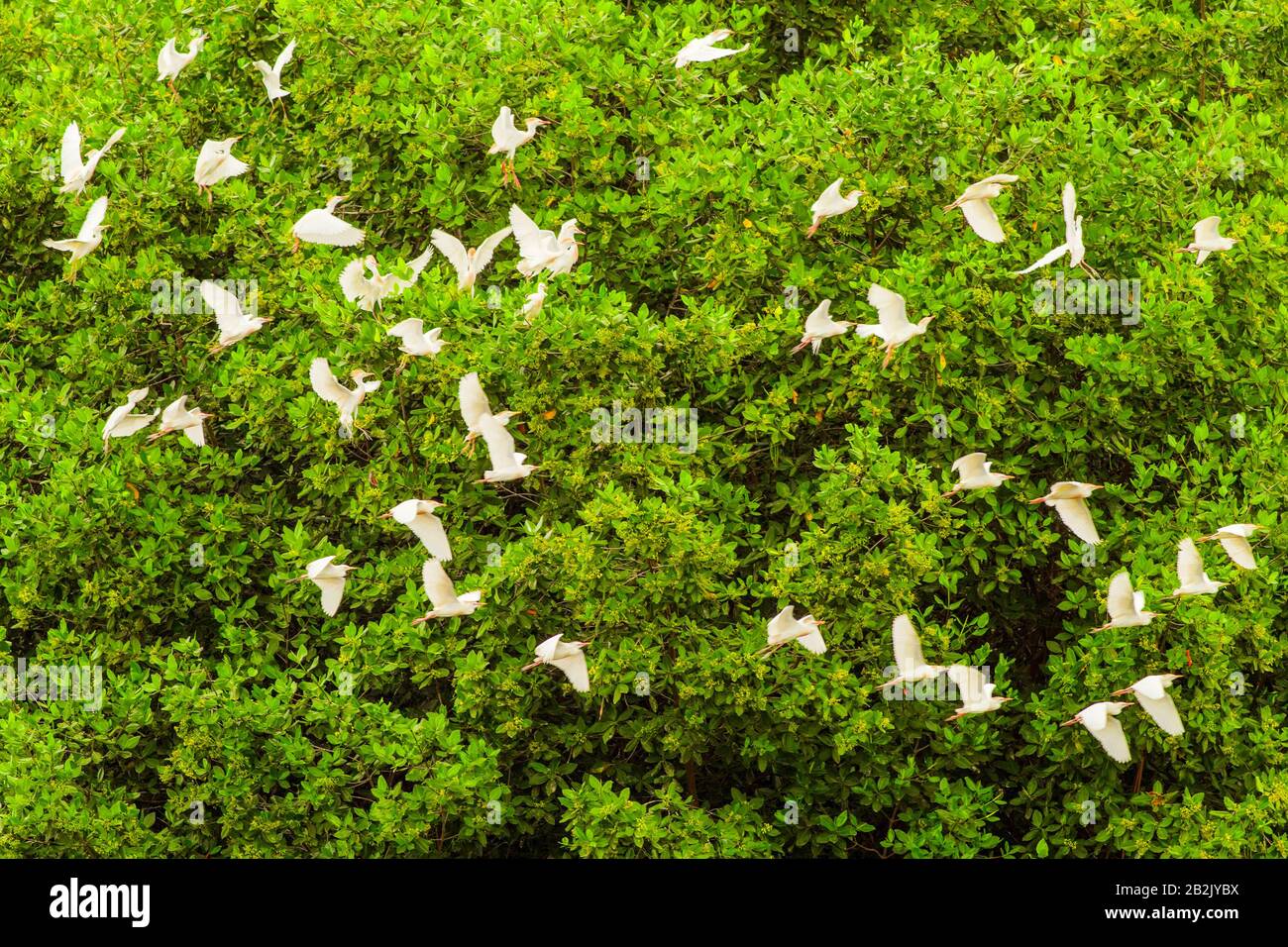 Flock Of White Egrets Flying Against The Mangrove Forest Stock Photo ...