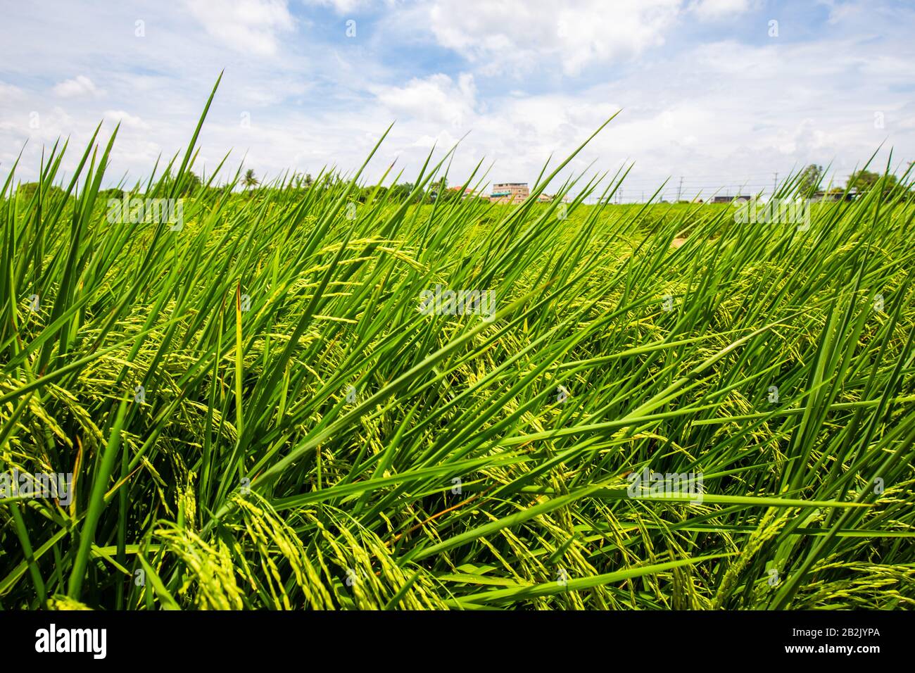 Paddy rice plantation field ready for harvest, Agricultural industry ...