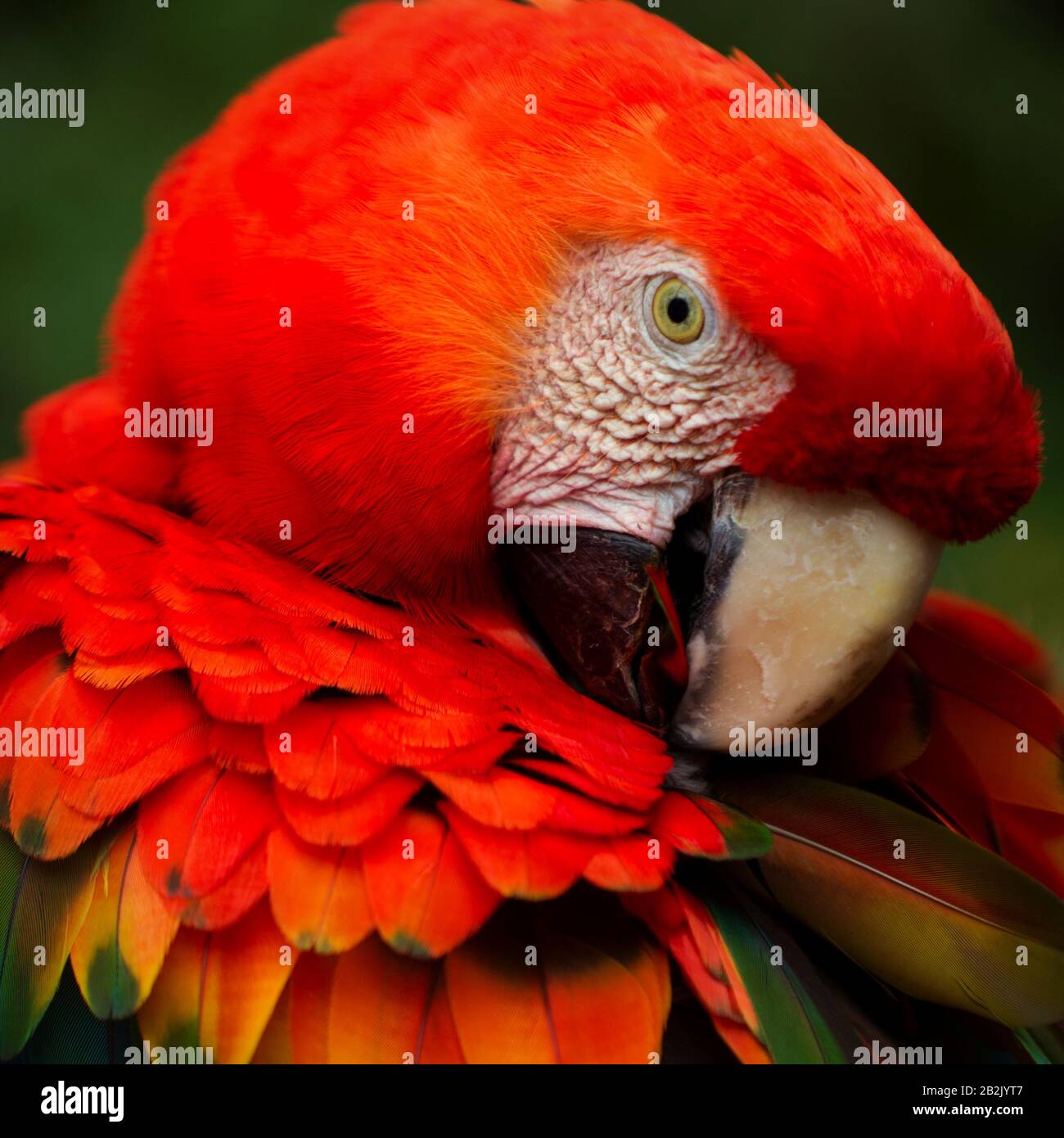The Red Macaw Is A Large Colorful Macaw It Is Native To Wet Evergreen ...