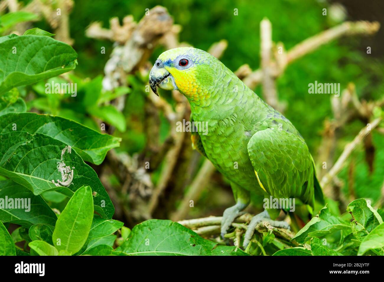 Male Yellow Crowned Amazon Parrot Shot In Ecuadorian Lowlands Of ...