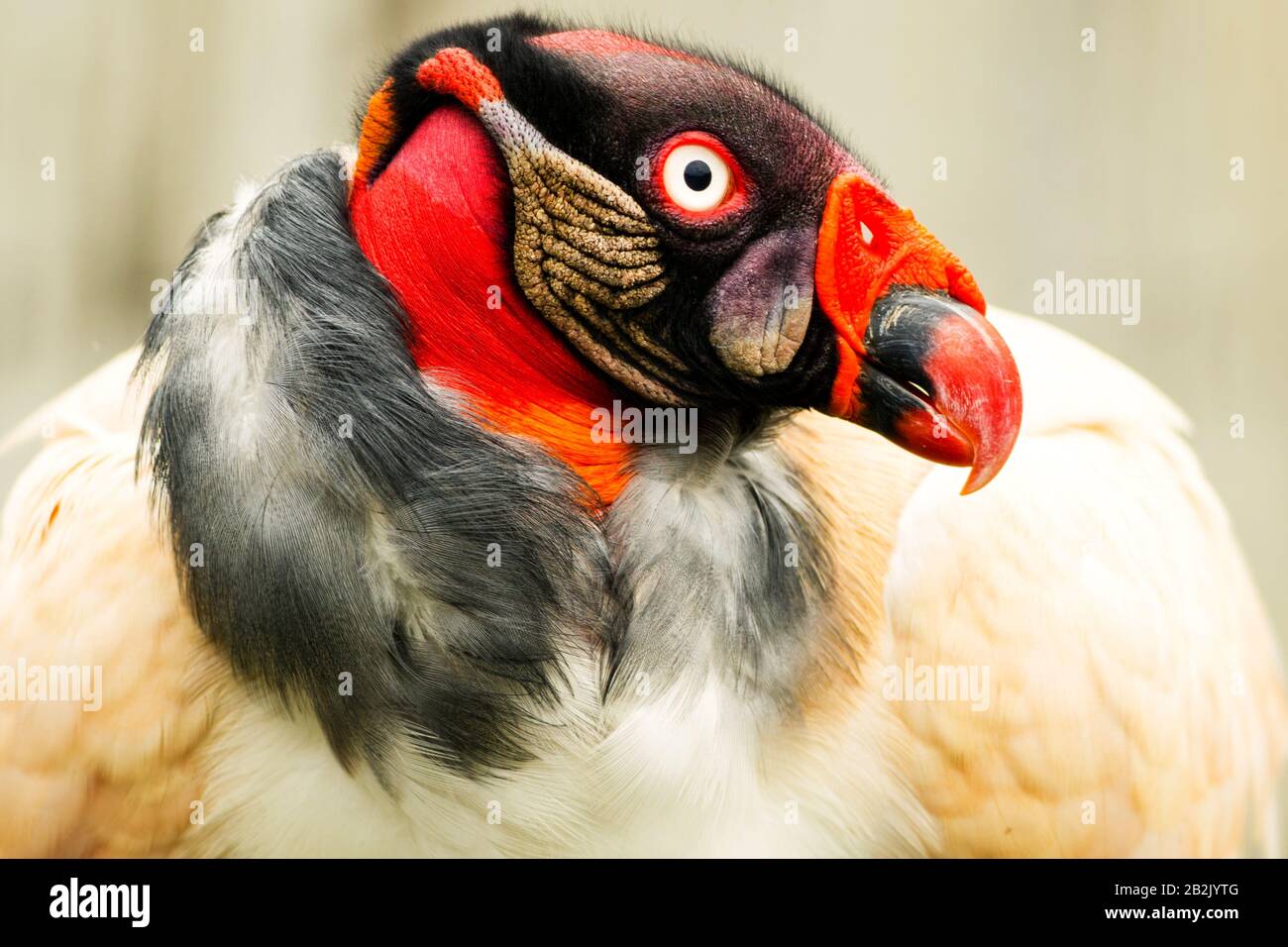 Close Up Portrait Of A Royal Raptor In Detention Stock Photo - Alamy