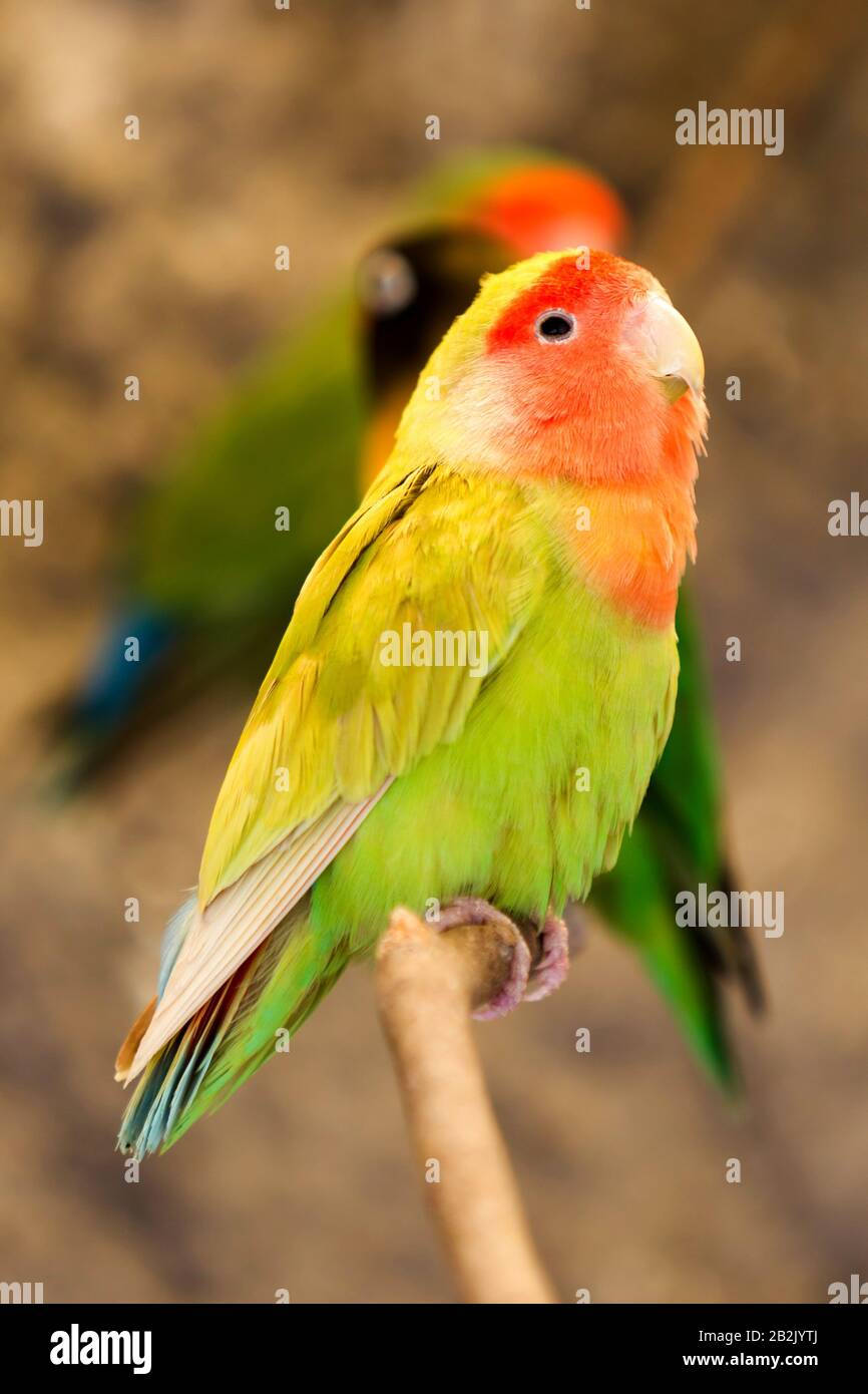 Agapornis roseicollis hi-res stock photography and images - Alamy