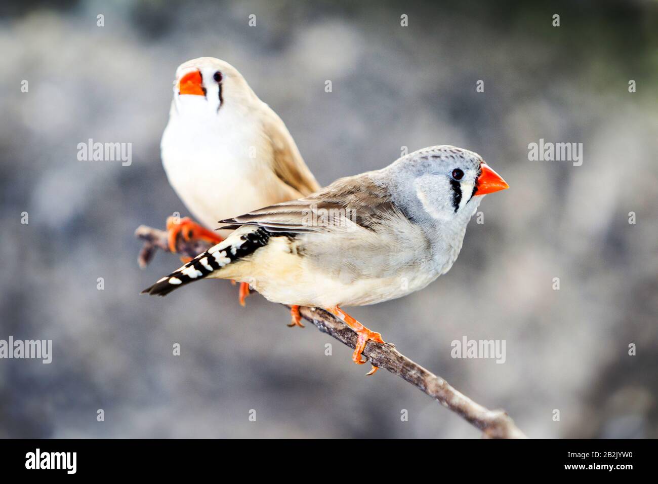 Pair Of Long Tailed Finch On A Branch Also Called Loving Birds Stock ...