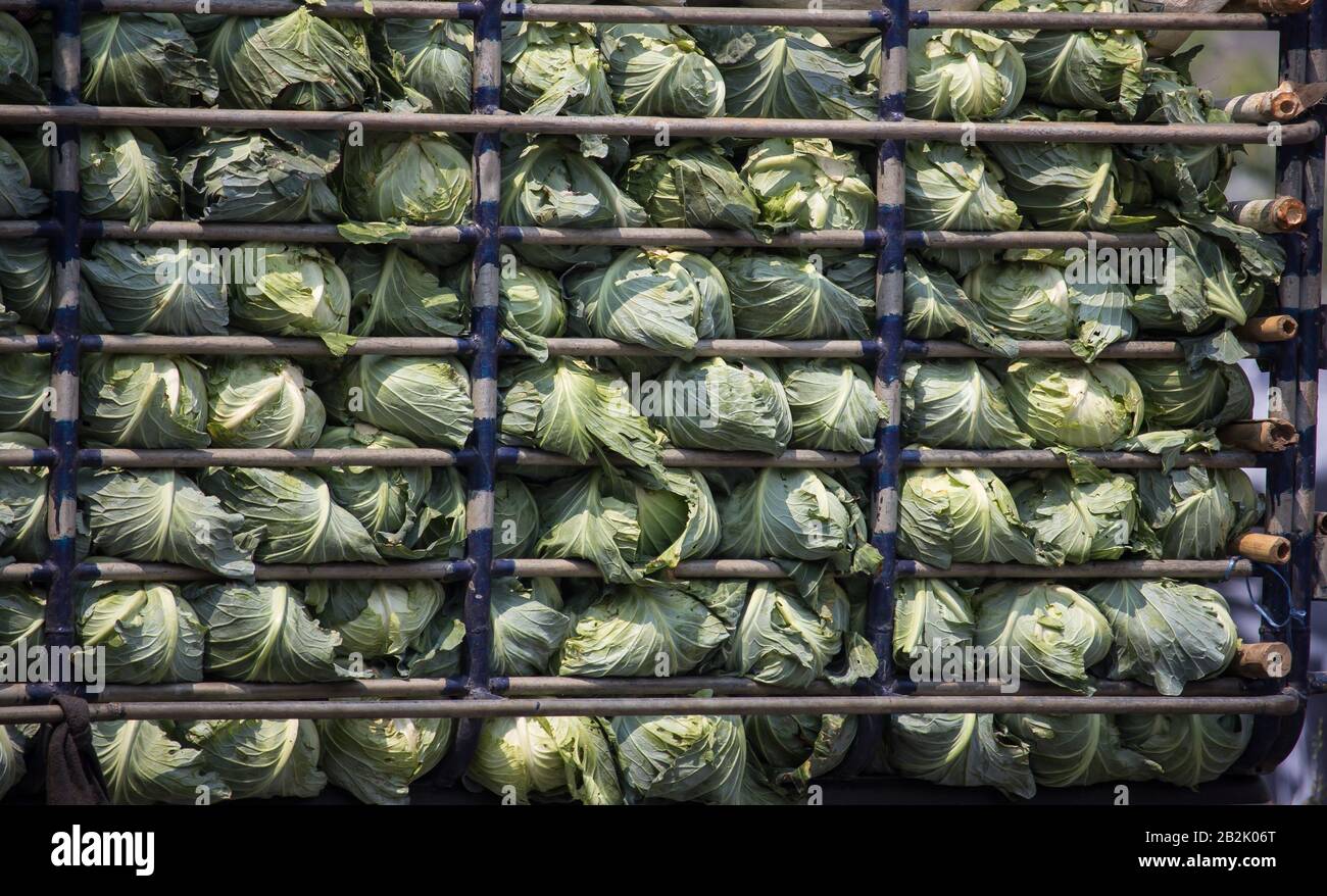 Cabbage on the Pick up truck Stock Photo - Alamy