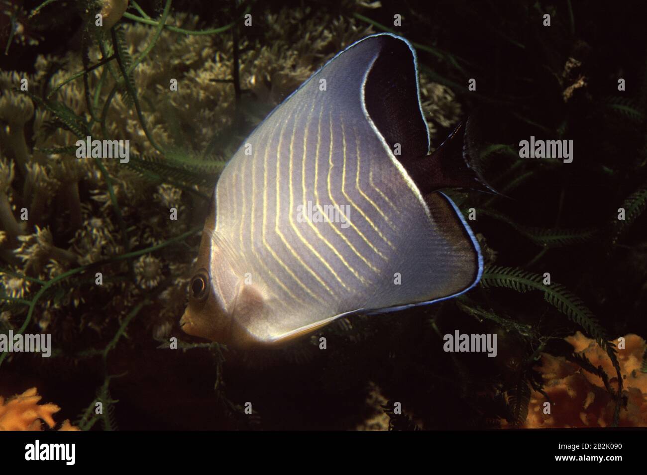 Freshwater butterflyfish hi-res stock photography and images - Alamy