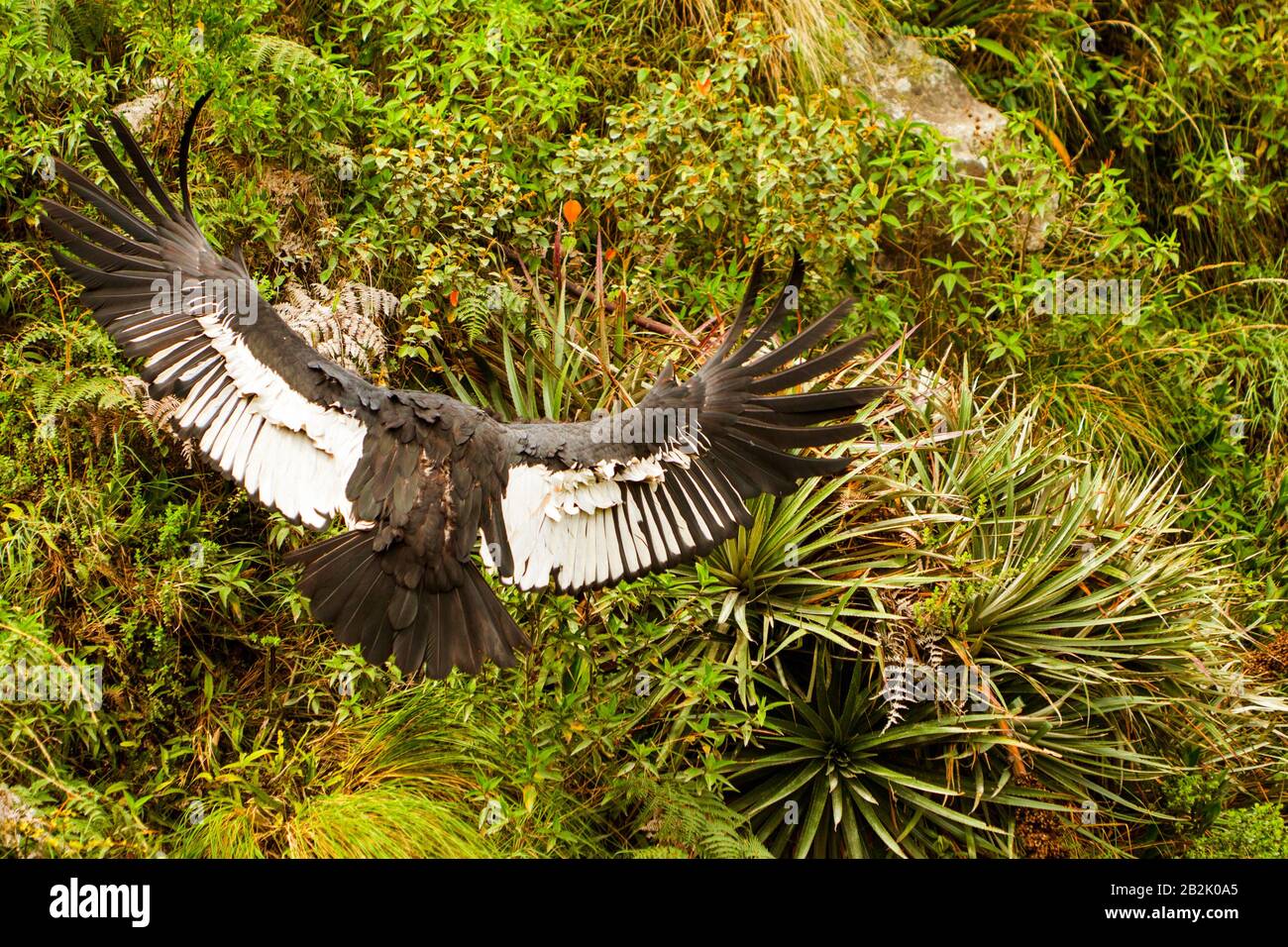 The Andean Condor Is A Large Black Raptor With A Ruff Of White Feathers ...