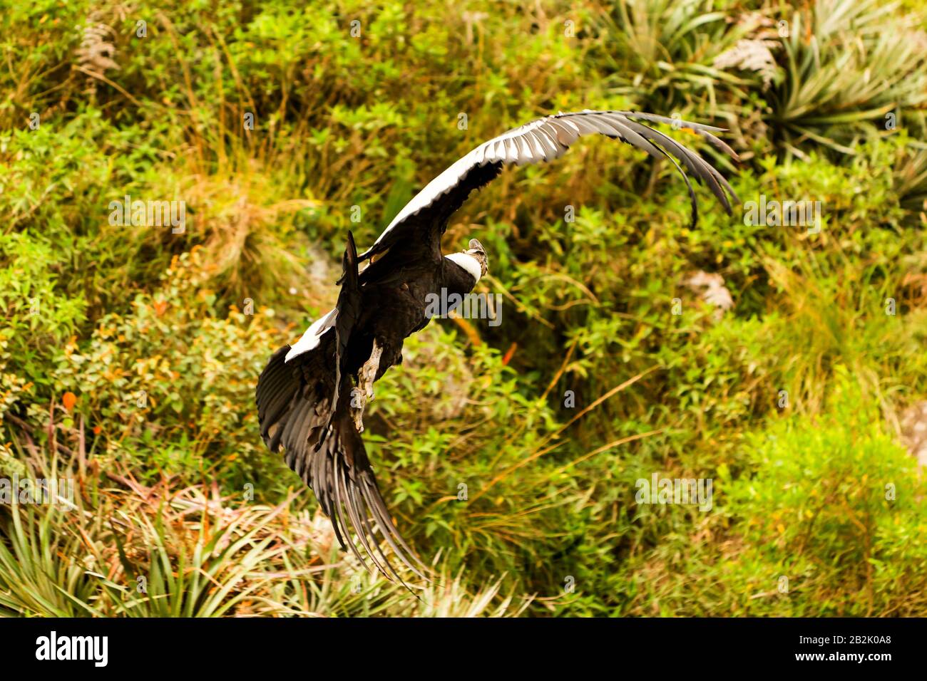 The Andean Condor Is A Large Black Vulture With A Ruff Of White ...