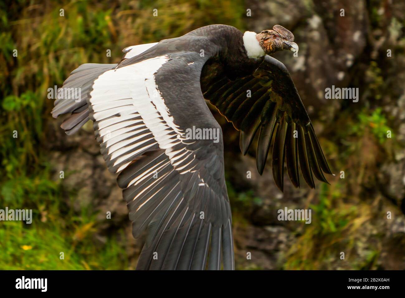 The Andean Condor Is A Large Black Vulture With A Ruff Of White ...