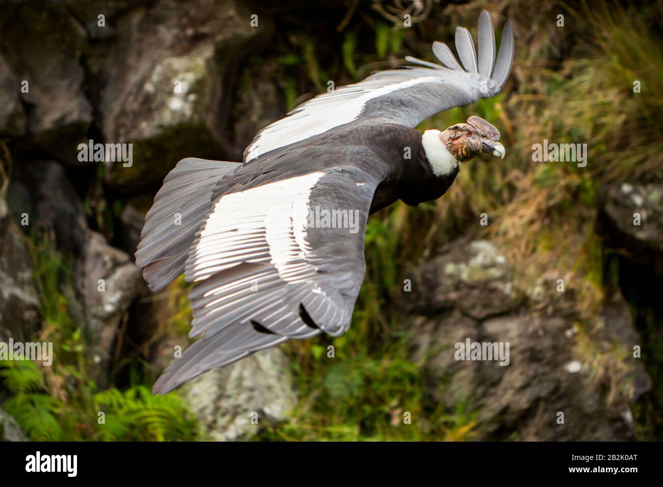 The Andean Condor Is A Large Black Raptor With A Ruff Of Colour ...