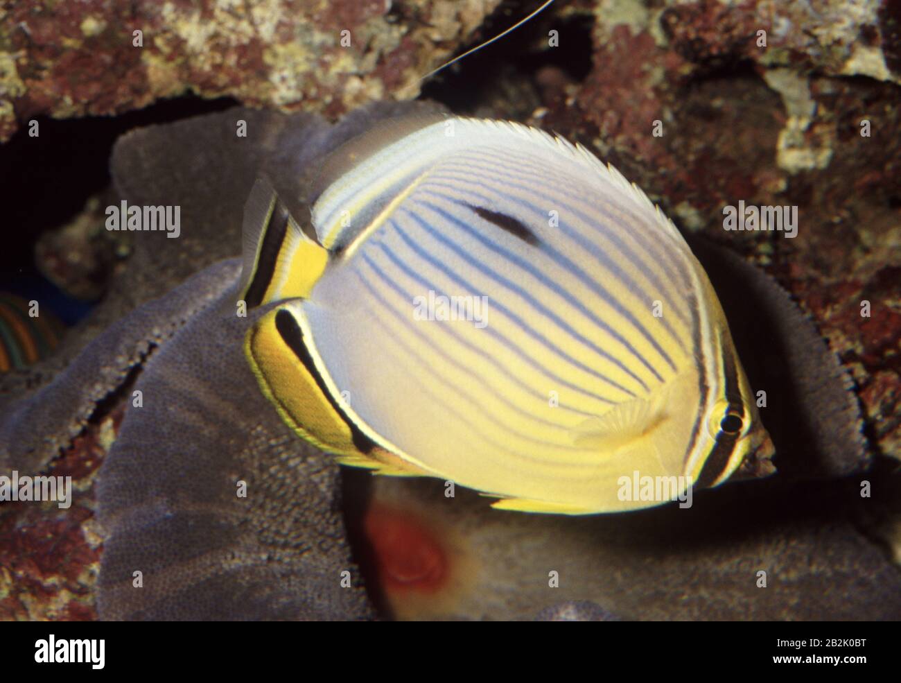 Melon butterflyfish, Chaetodon trifasciatus Stock Photo - Alamy