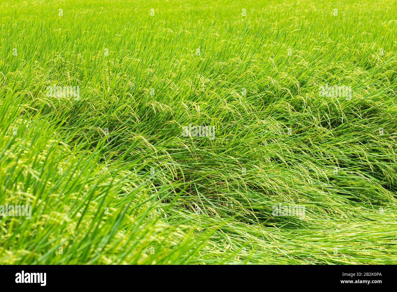 Paddy rice plantation field ready for harvest, Agricultural industry ...