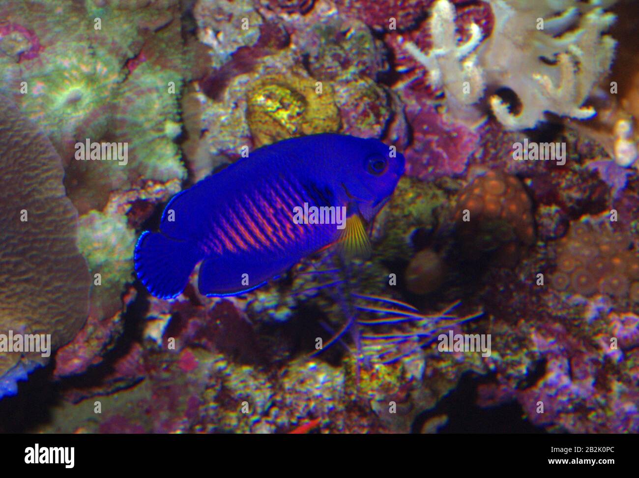 Dusky angelfish hi-res stock photography and images - Alamy