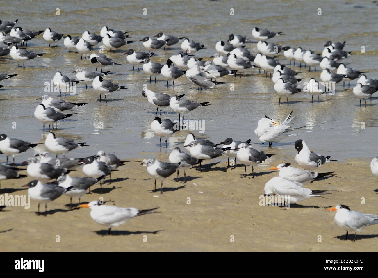 Seagull colony on the shore of Golf of Mexico in Florida, USA Stock ...