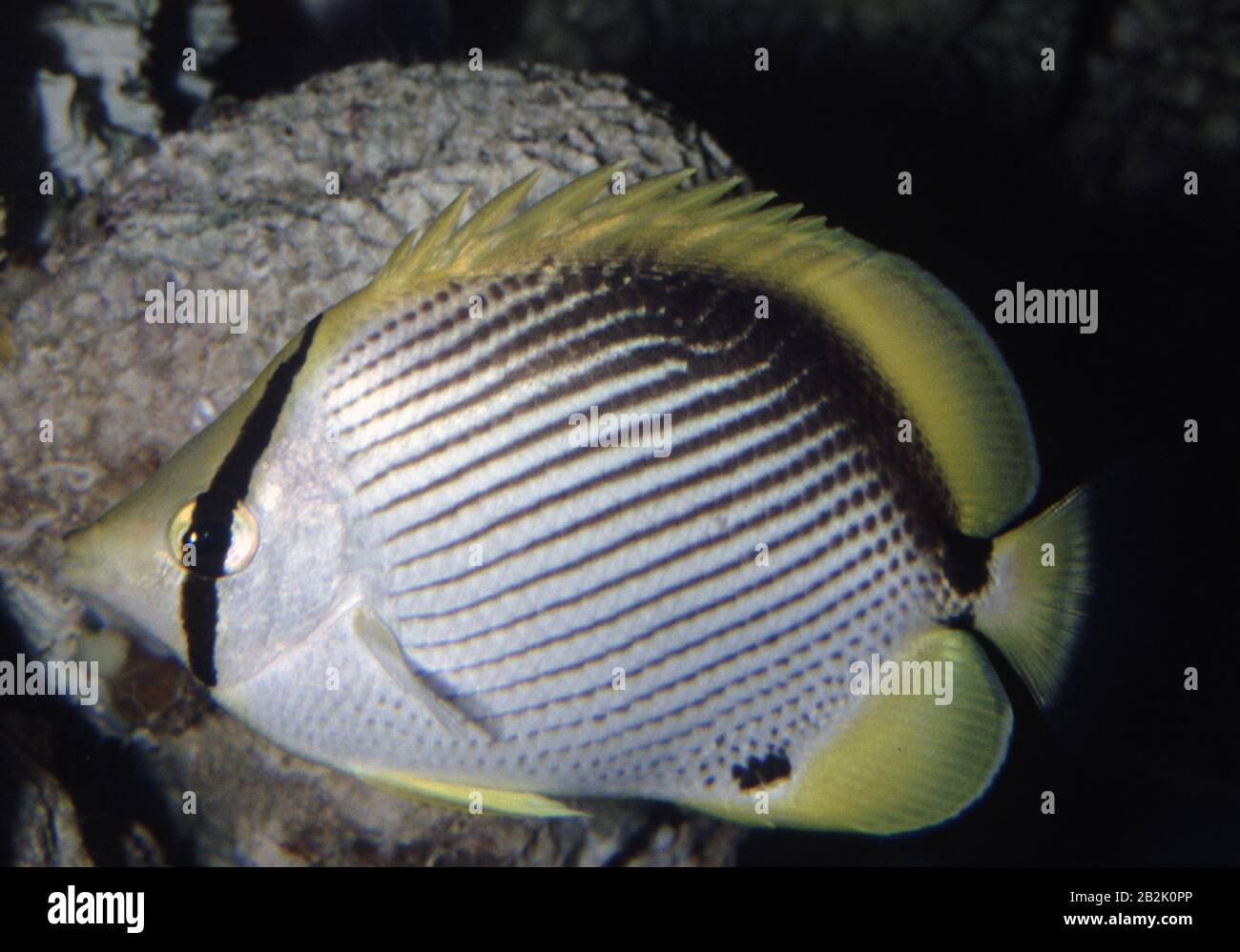 Black-backed butterflyfish, Chaetodon melannotus Stock Photo - Alamy