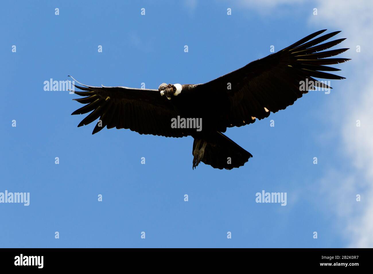 Male Andean Condor In Flight Shot In Highlands Of Ecuador Andes ...