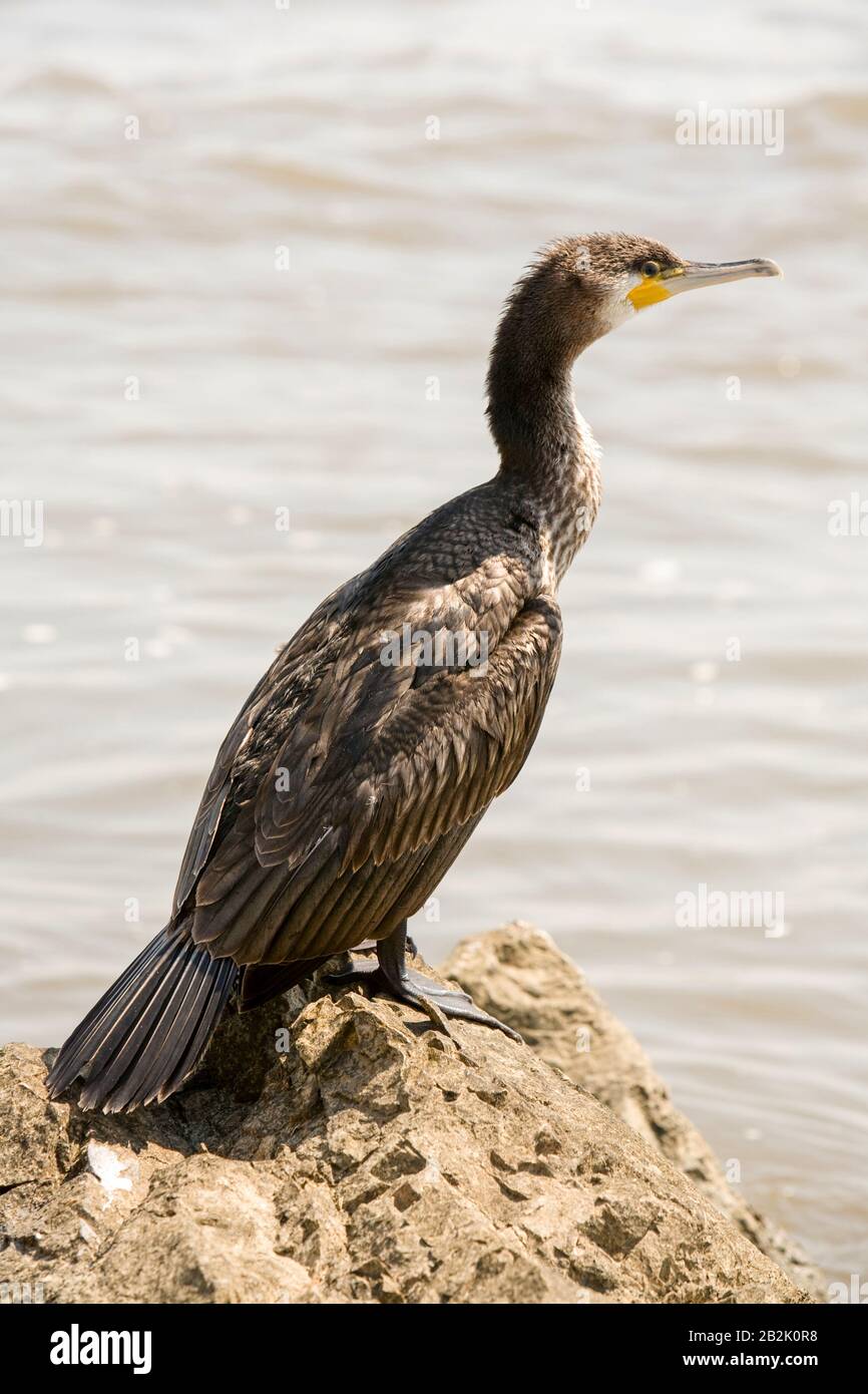 Medium telephoto hi-res stock photography and images - Alamy