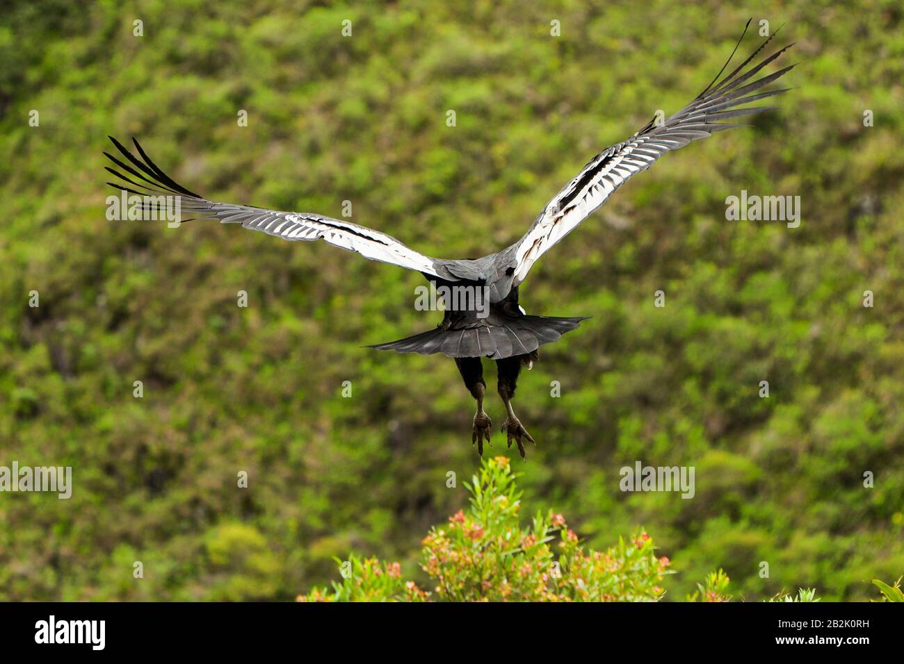 Andean Condor Takeoff Shot In Ecuadorian Highlands At About 1800M ...
