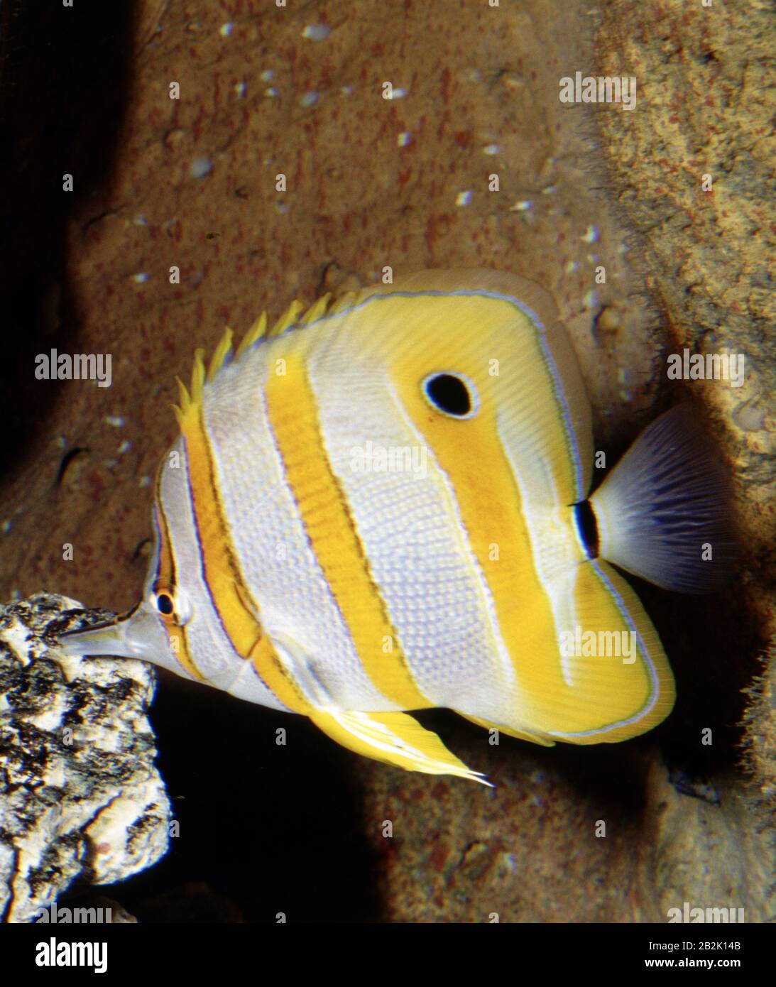 Freshwater butterflyfish hi-res stock photography and images - Alamy