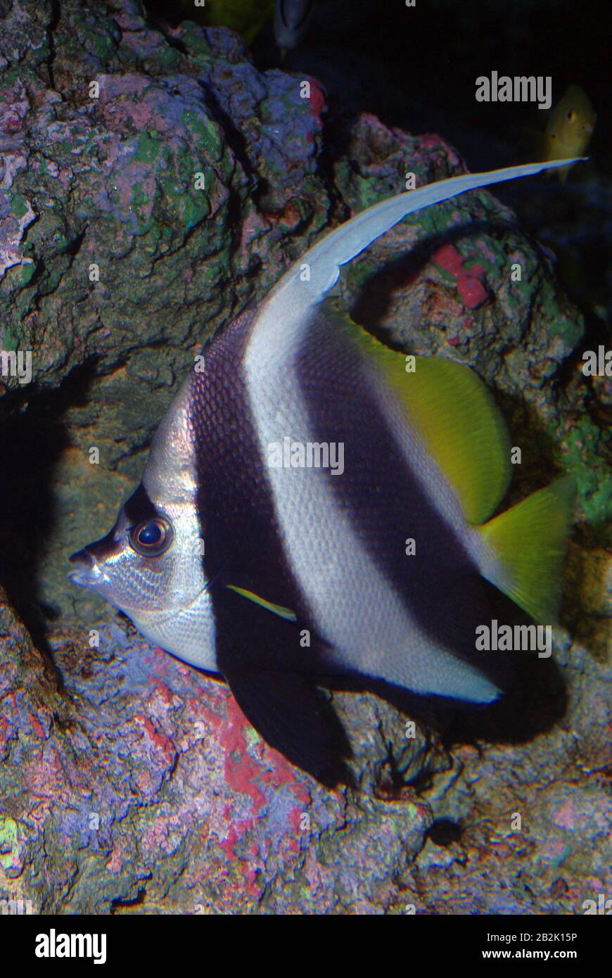 Longfin bannerfish, Heniochus acuminatus Stock Photo - Alamy