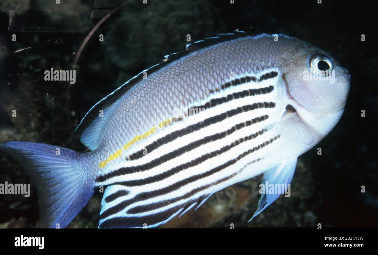 Lamarck Angelfish